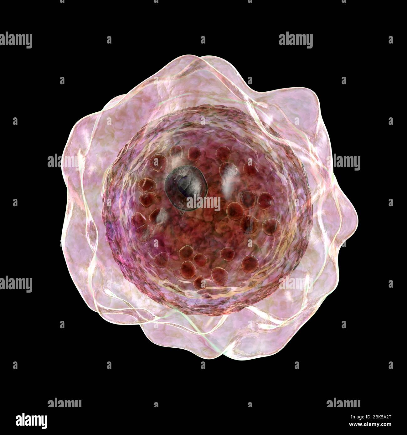 Balamuthia mandrillaris amoeba, computer illustration. This is the ...
