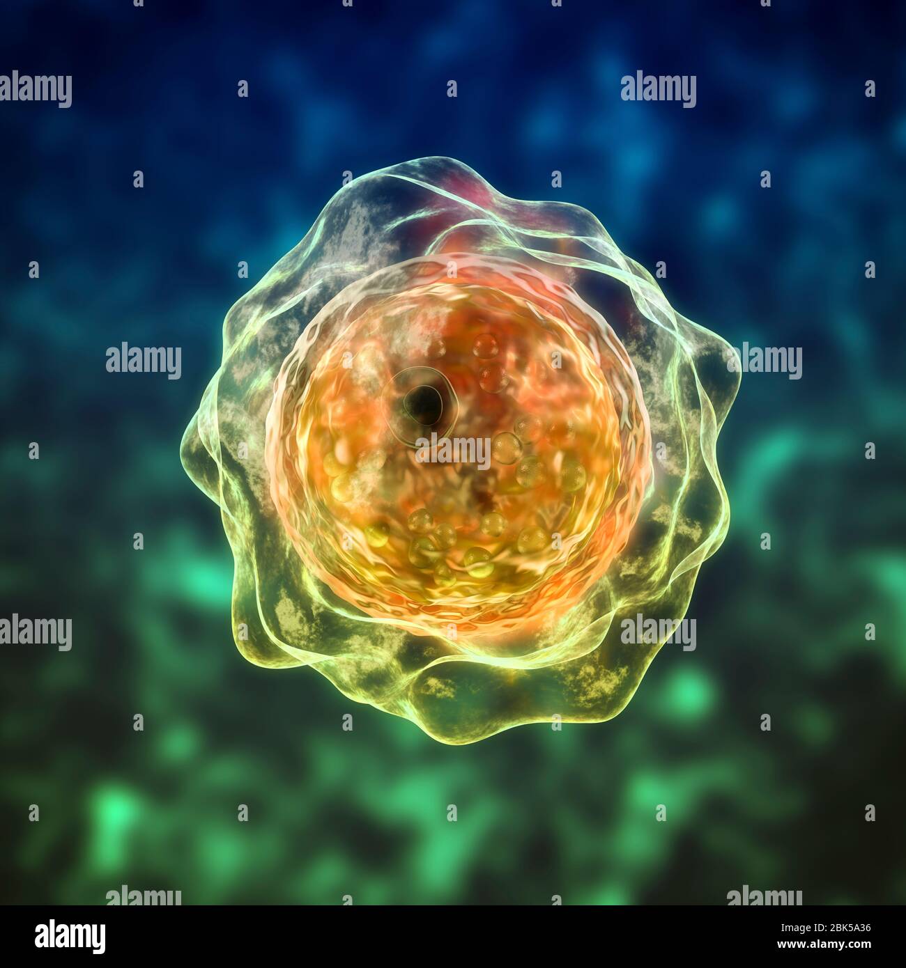 Cyst of balamuthia amoeba hi-res stock photography and images - Alamy