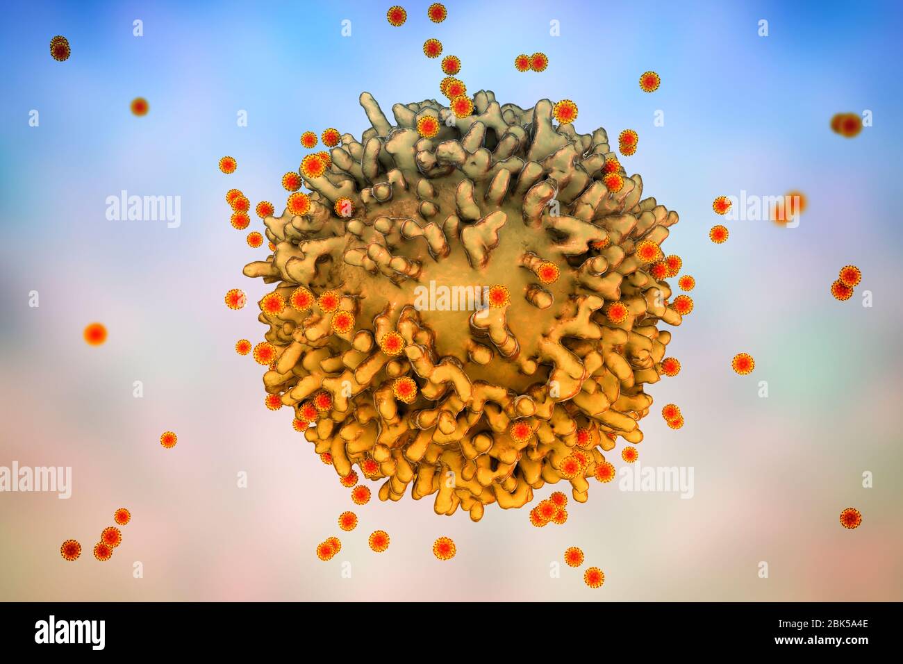 SARS-CoV-2 viruses and immune cell. Conceptual image illustrating ...