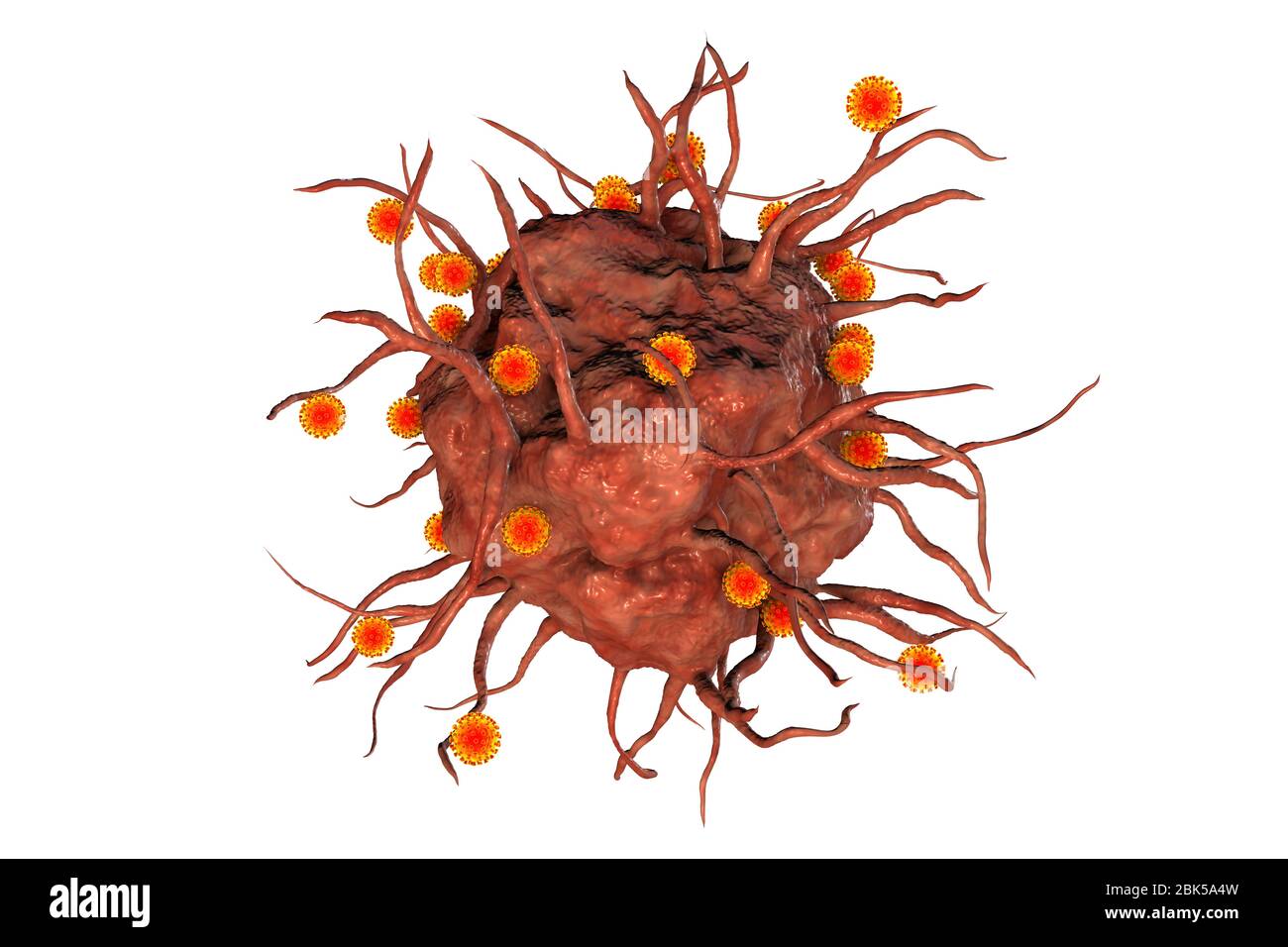 SARS-CoV-2 viruses and immune cell. Conceptual image illustrating ...
