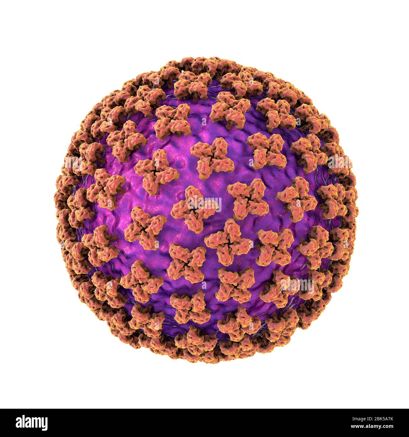 Hantavirus particle, computer illustration. Several hantaviruses cause ...