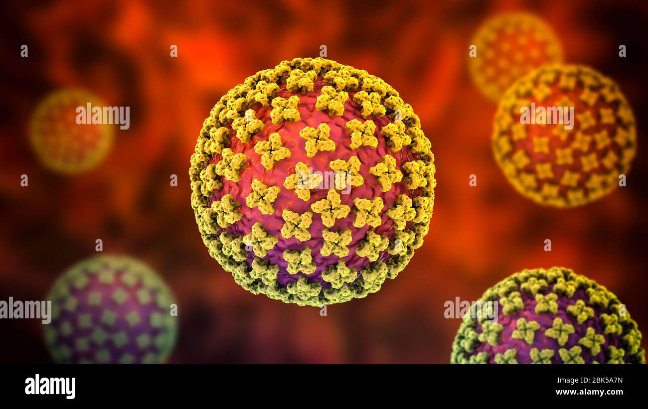 Hantavirus particles, computer illustration. Several hantaviruses cause ...