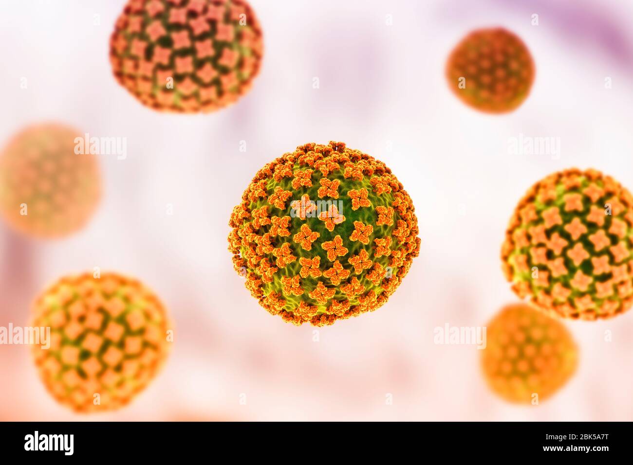 Hantavirus particles, computer illustration. Several hantaviruses cause ...