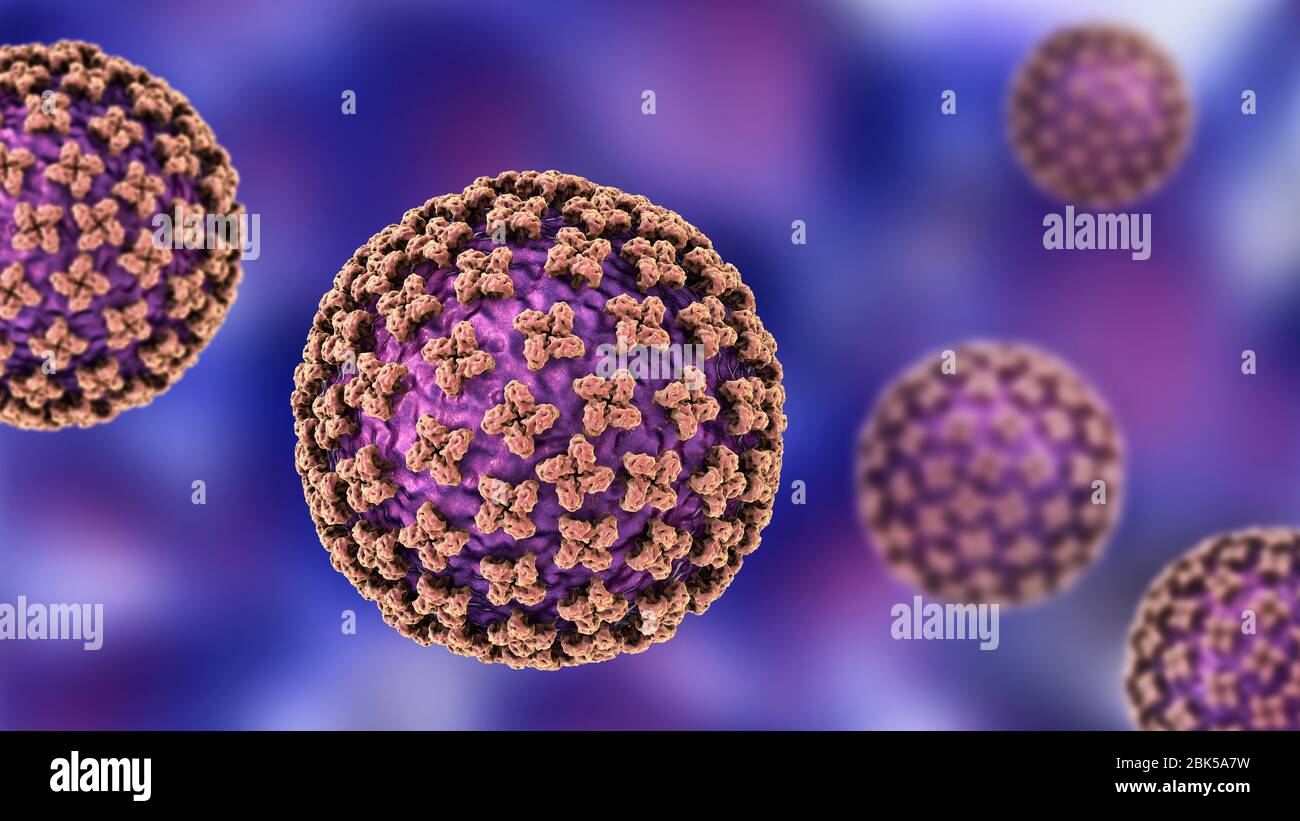Hantavirus particles, computer illustration. Several hantaviruses cause ...