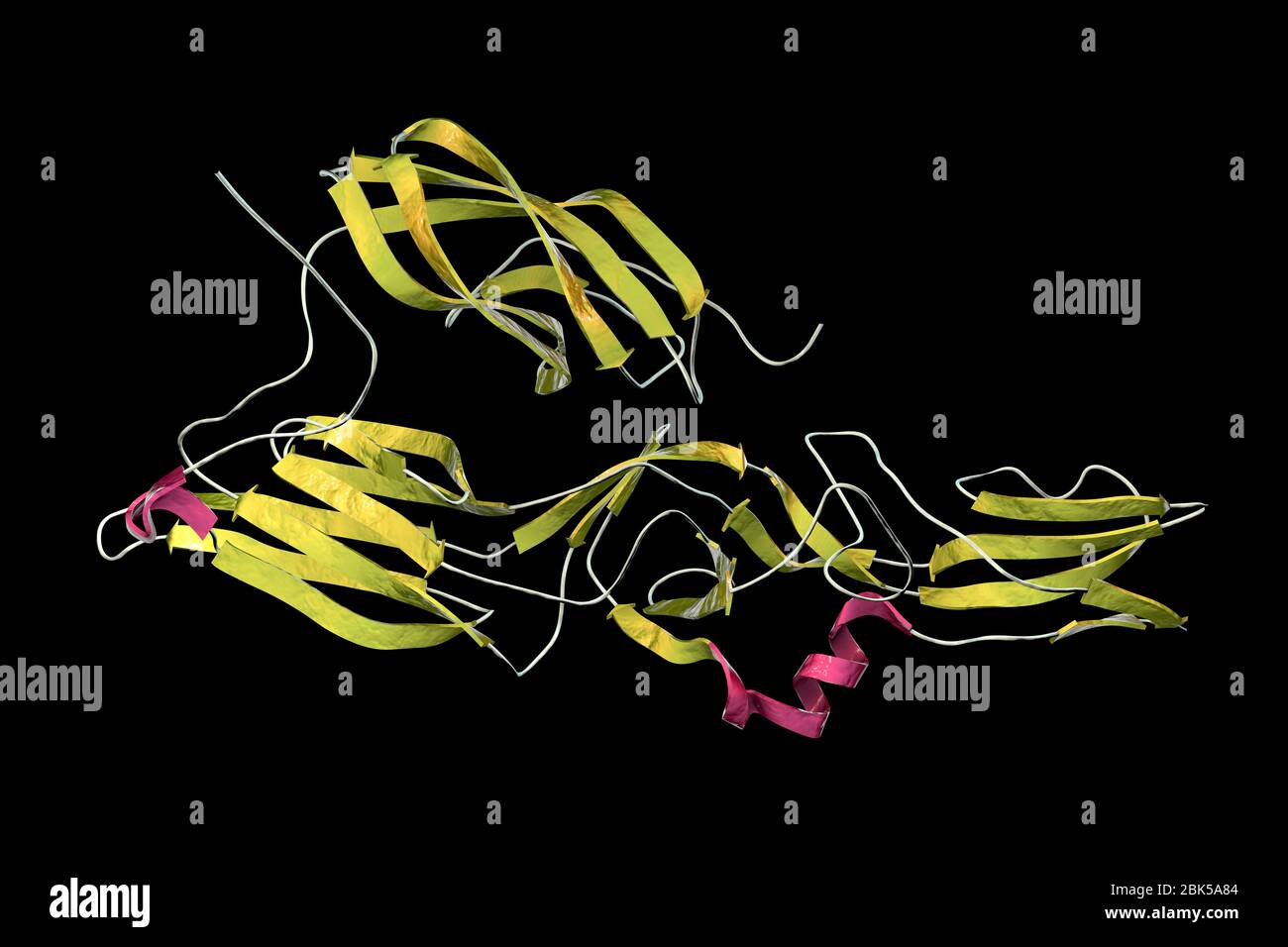 Hantavirus (Hantaan virus) membrane fusion glycoprotein Gc, asymmetric ...