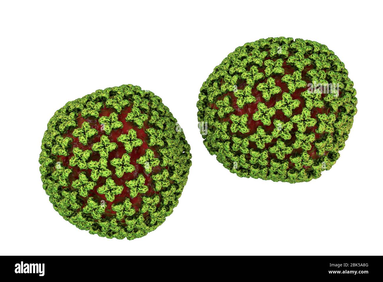 Hantavirus particles, computer illustration. Several hantaviruses cause ...