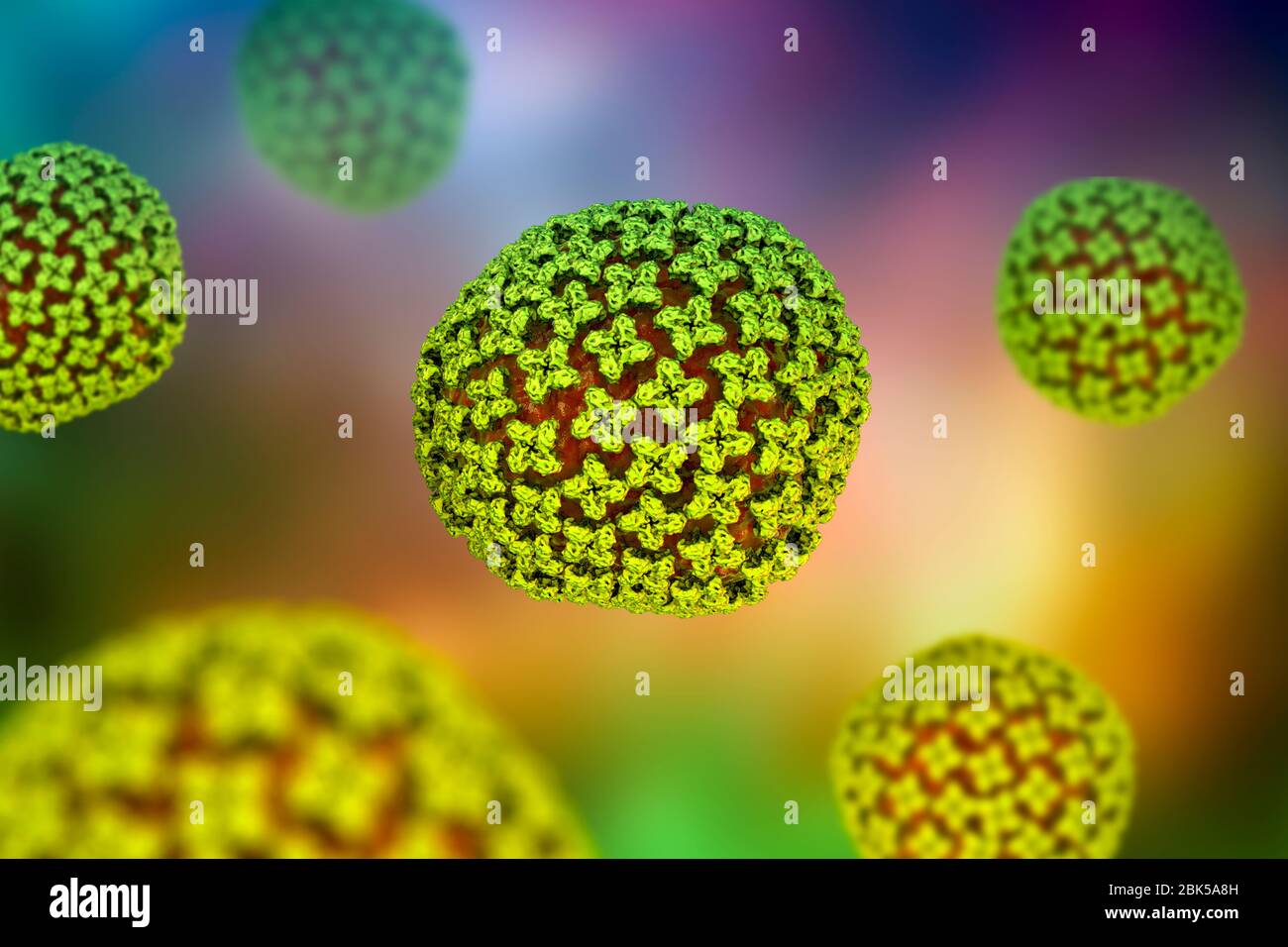 Hantavirus particles, computer illustration. Several hantaviruses cause ...