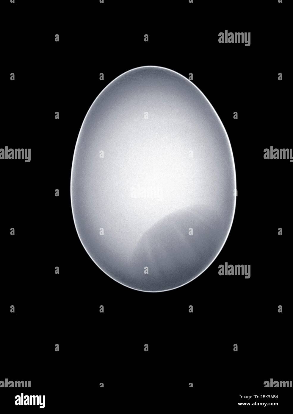 Fertilized egg hi-res stock photography and images - Alamy