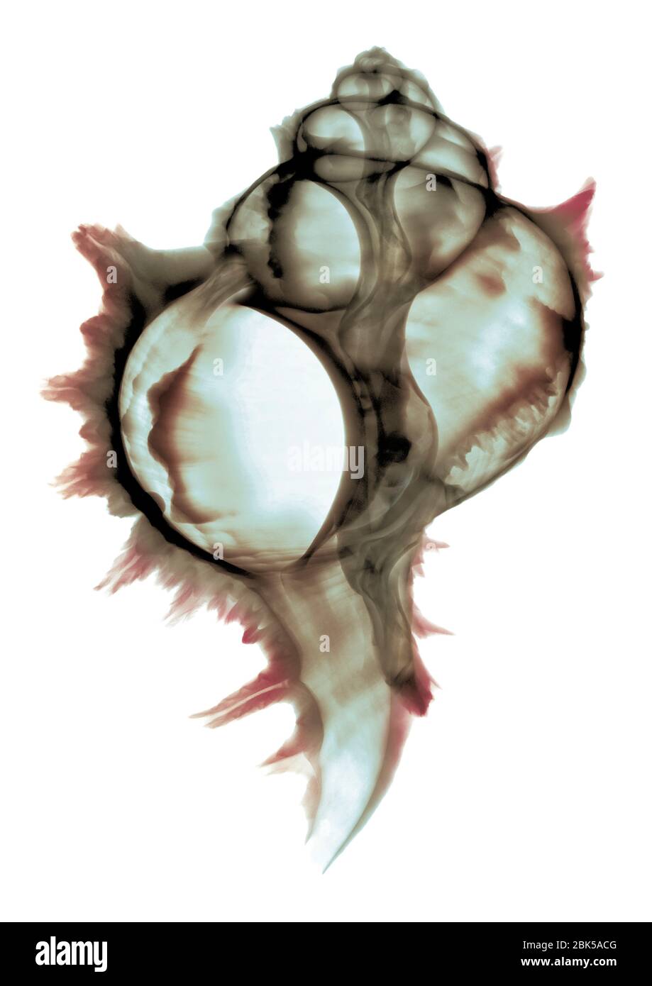Shell, coloured X-ray Stock Photo - Alamy