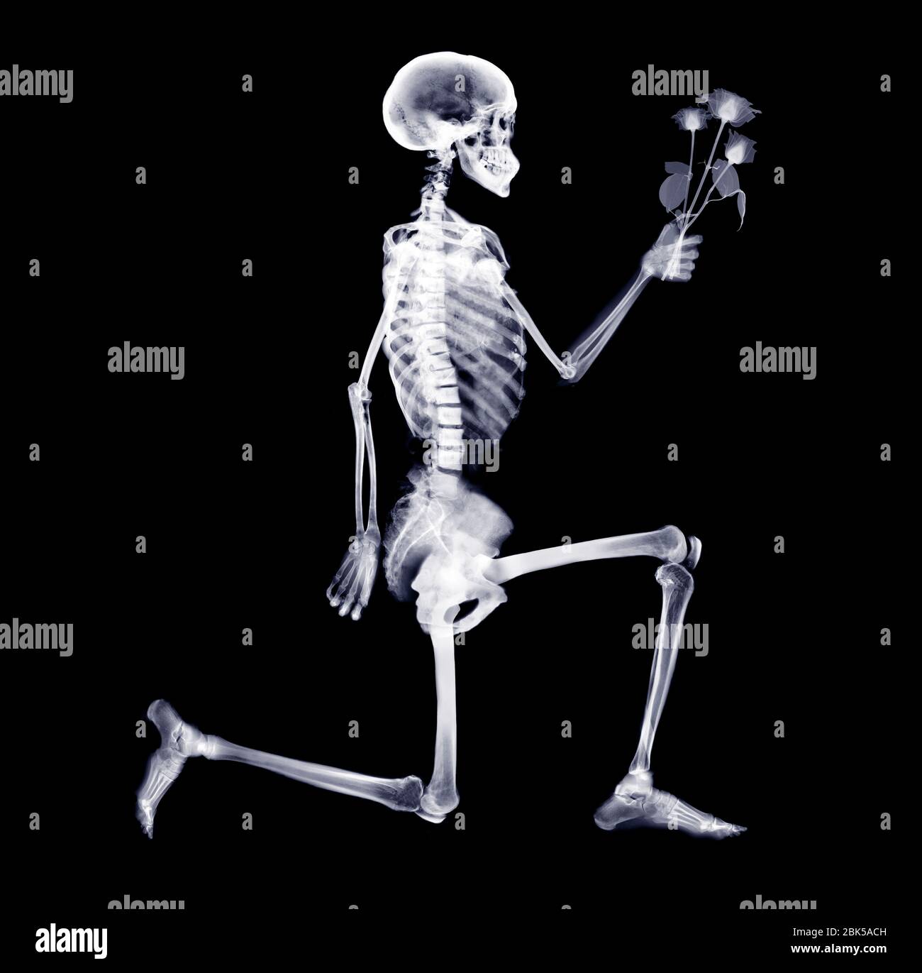 Full body profile x ray hi-res stock photography and images - Alamy