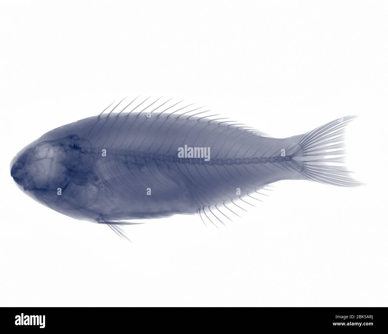 Snapper hi-res stock photography and images - Alamy