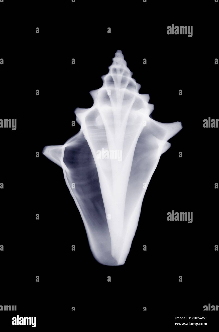 Marine Snail (Hexaplex trunculus), X-ray Stock Photo - Alamy