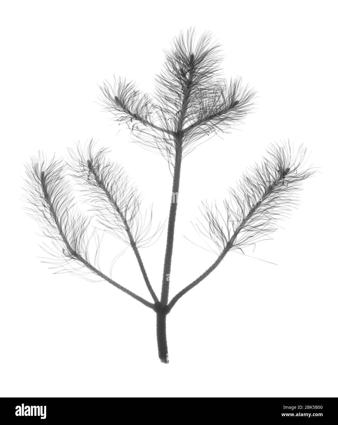 Pinus hi-res stock photography and images - Alamy