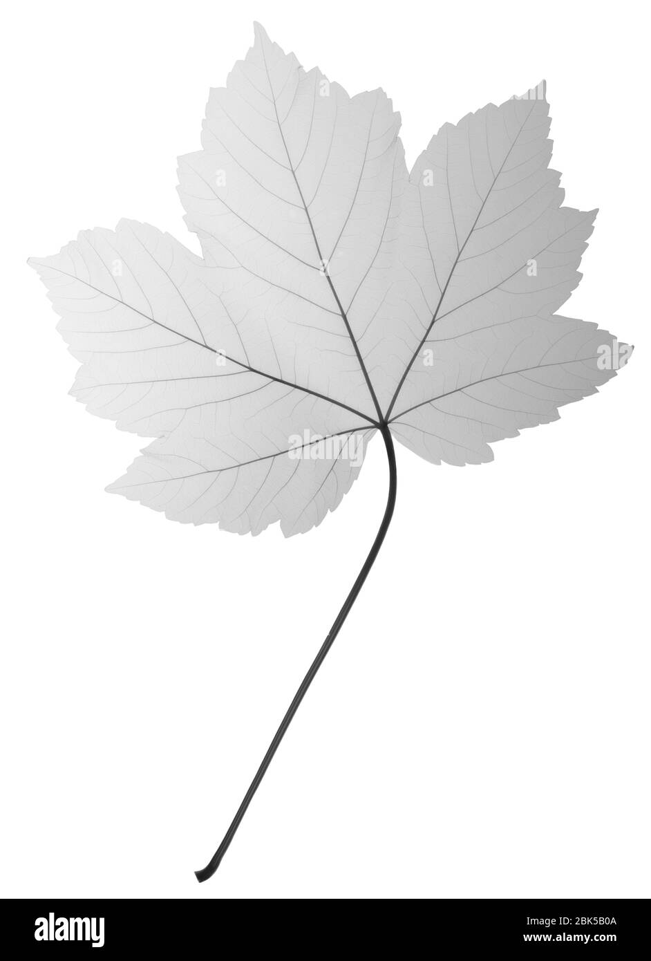 Leaf x ray detail Cut Out Stock Images & Pictures - Alamy