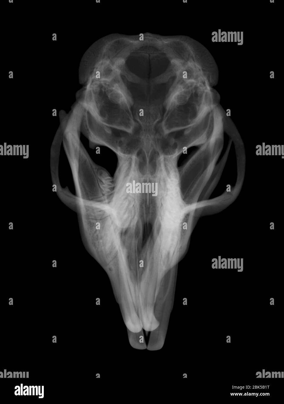 Black muskrat hi-res stock photography and images - Alamy