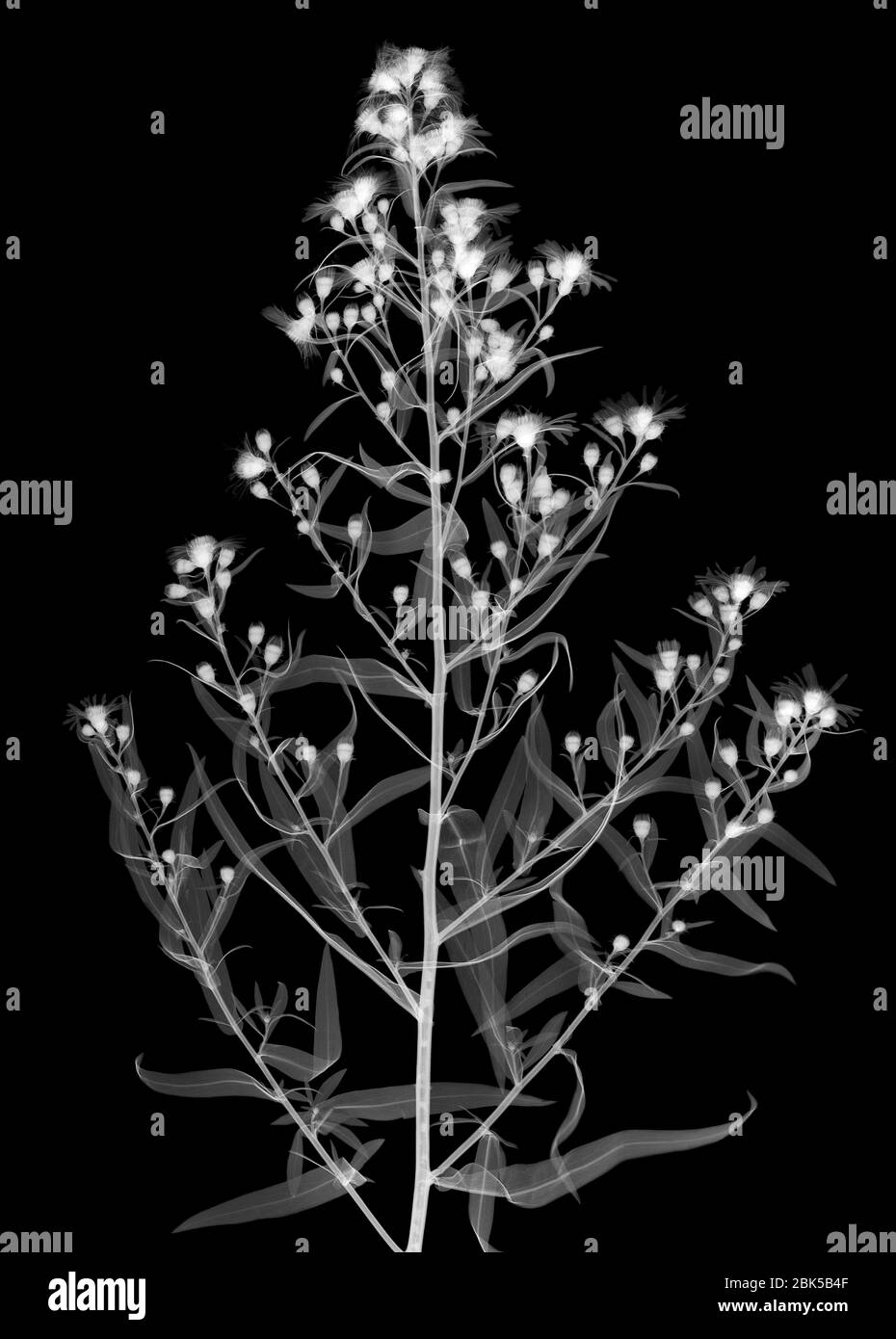 Michaelmas daisy (Aster amellus), X-ray Stock Photo - Alamy