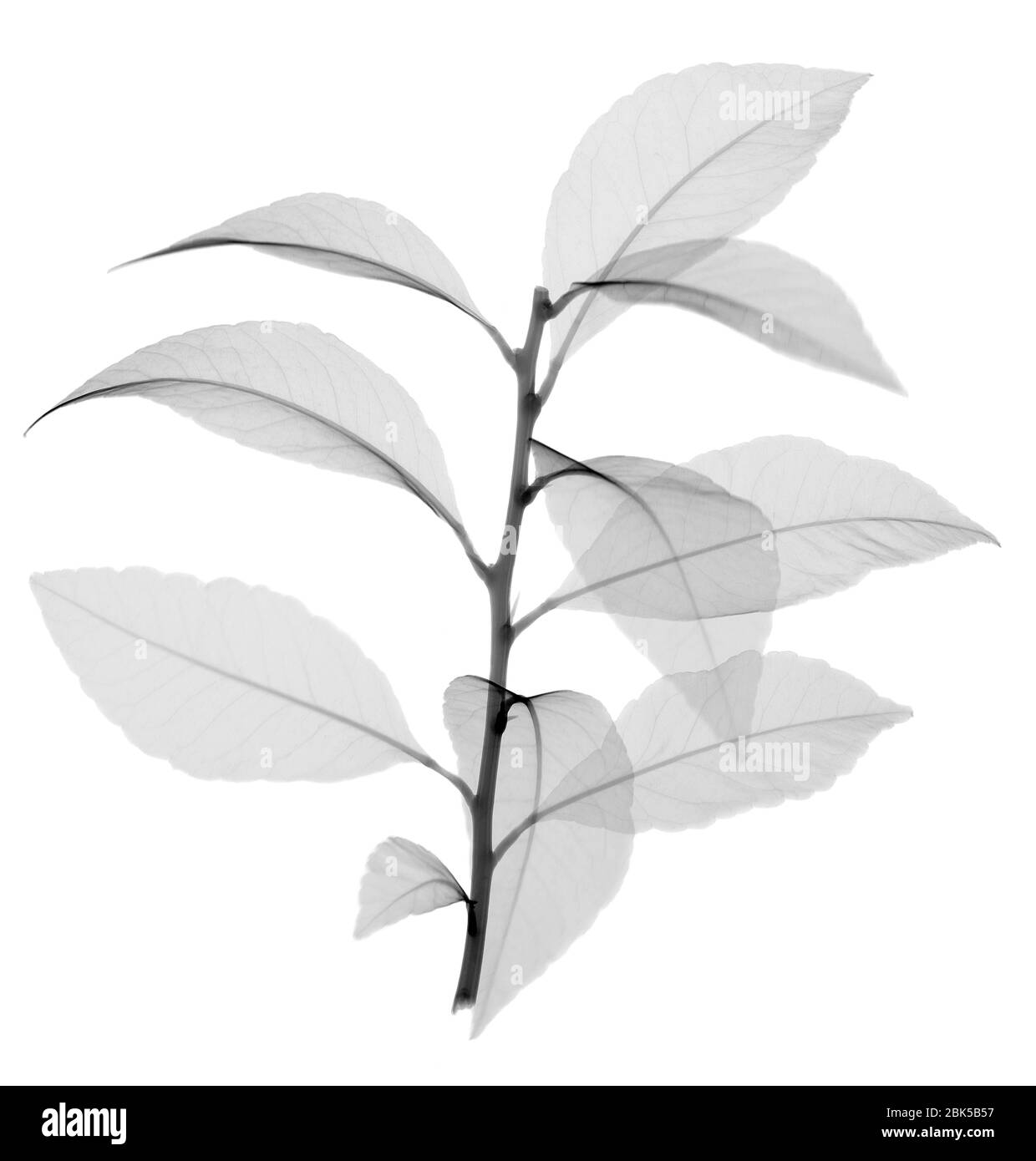 Lemon vine leaves (Pereskia aculeata), X-ray Stock Photo - Alamy