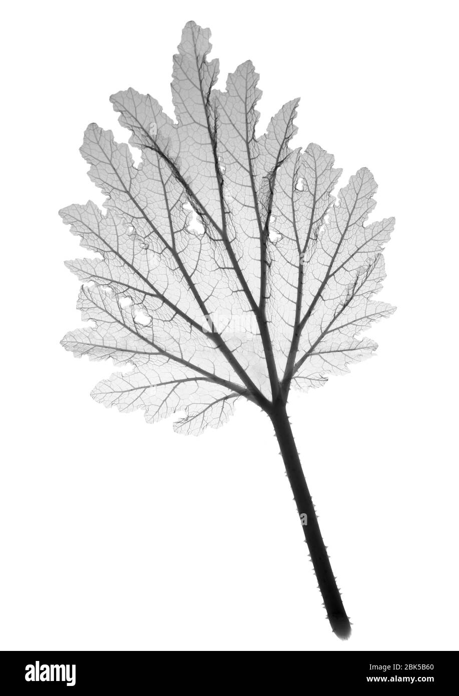 Gunnera gunneraceae hi-res stock photography and images - Alamy