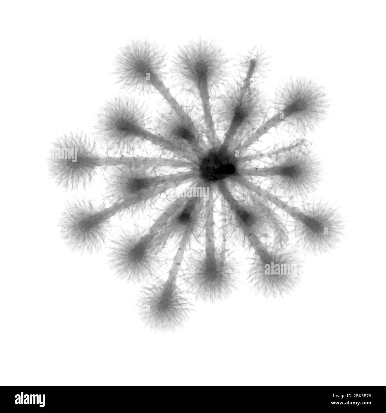 Flower bloom x ray hi-res stock photography and images - Alamy