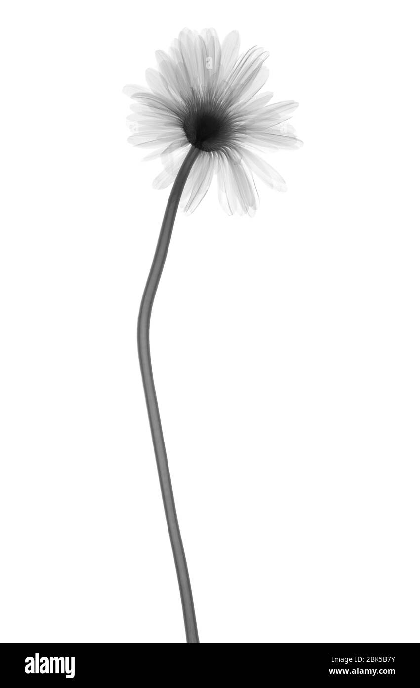 Gerbera stem hi-res stock photography and images - Alamy