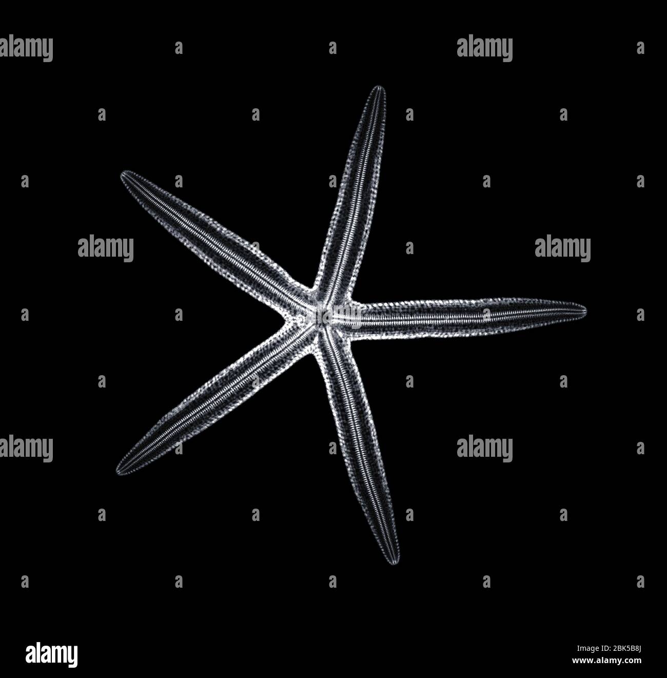 Echinoderm x ray hi-res stock photography and images - Alamy