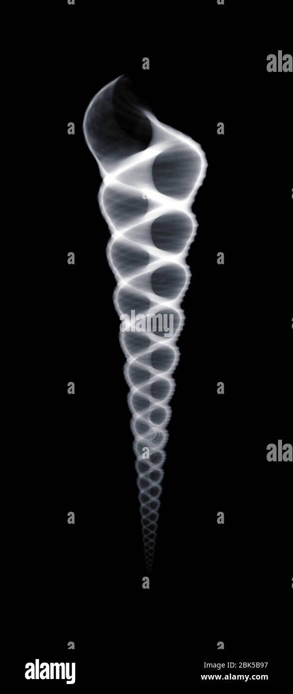 Turritellidae shell hi-res stock photography and images - Alamy