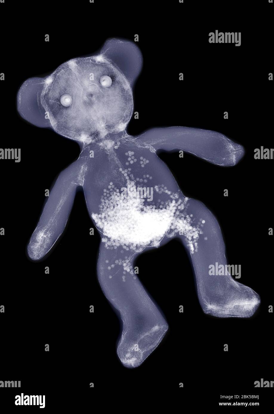 Bear X Ray