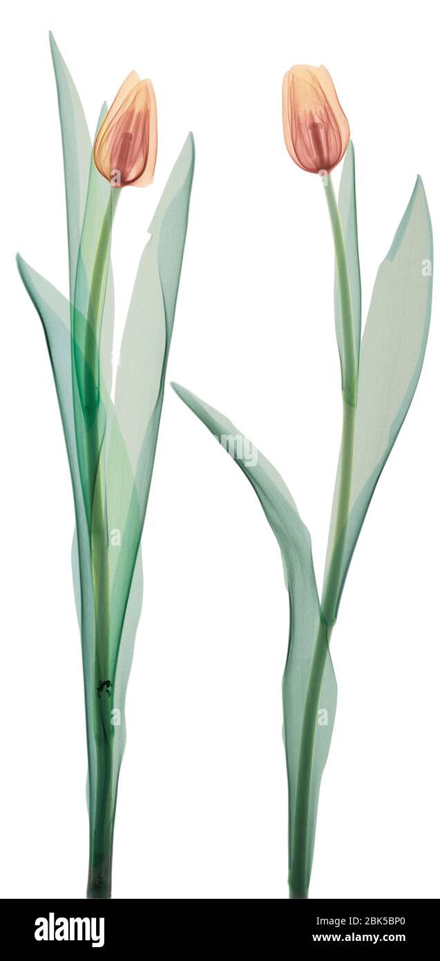 Orange stem Cut Out Stock Images & Pictures - Alamy