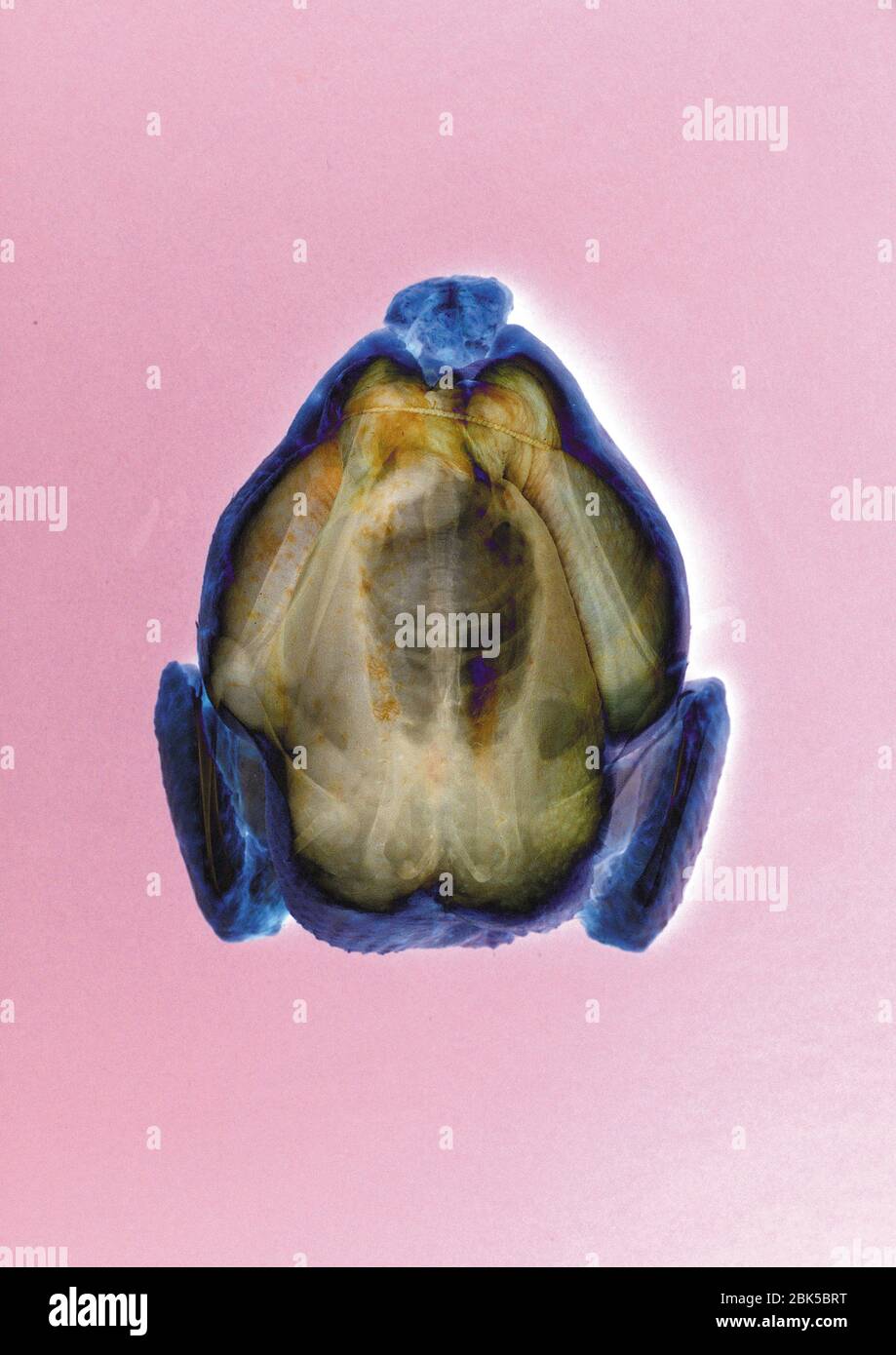 Chicken, coloured X-ray Stock Photo - Alamy