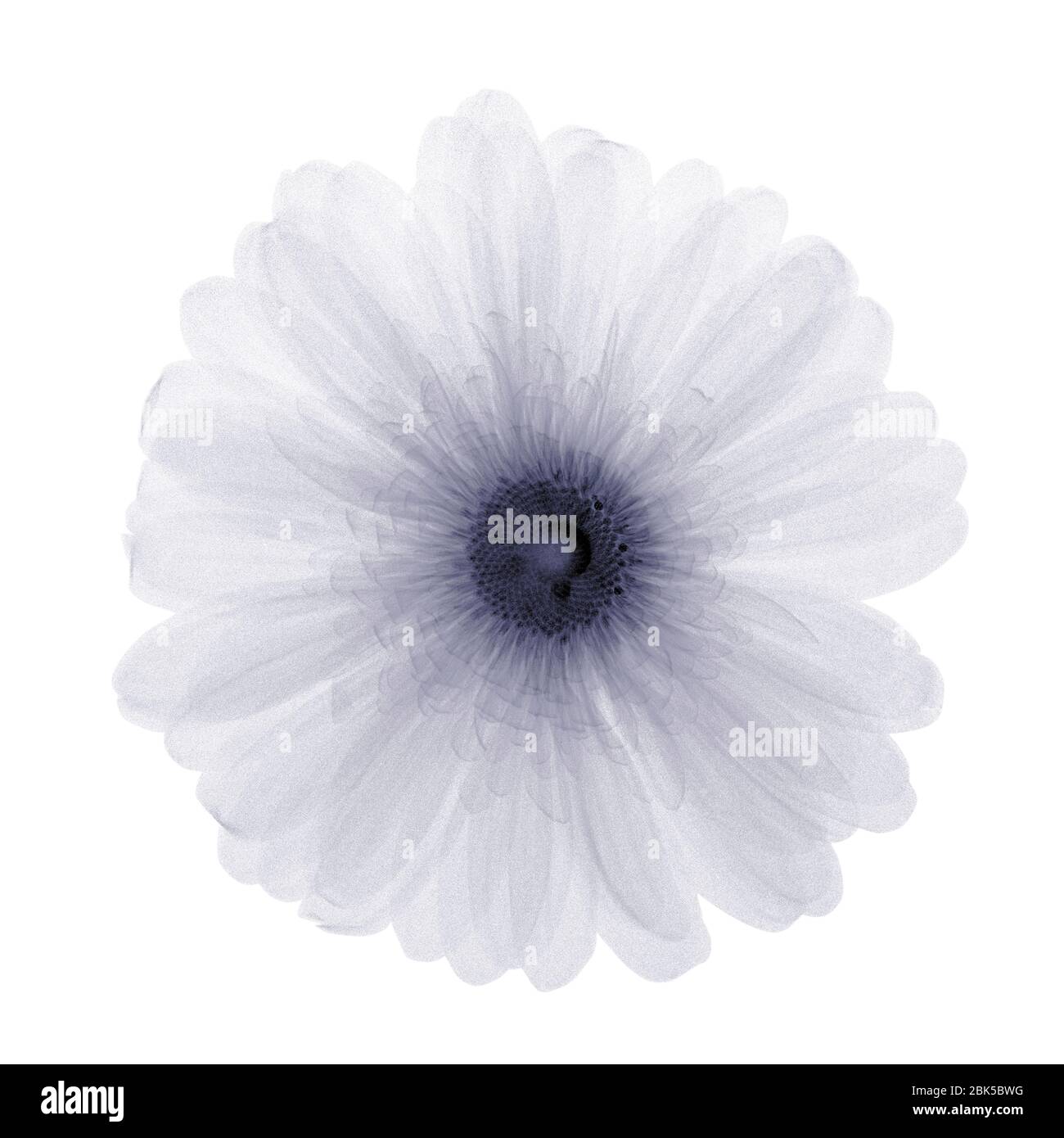 X ray flower hi-res stock photography and images - Alamy
