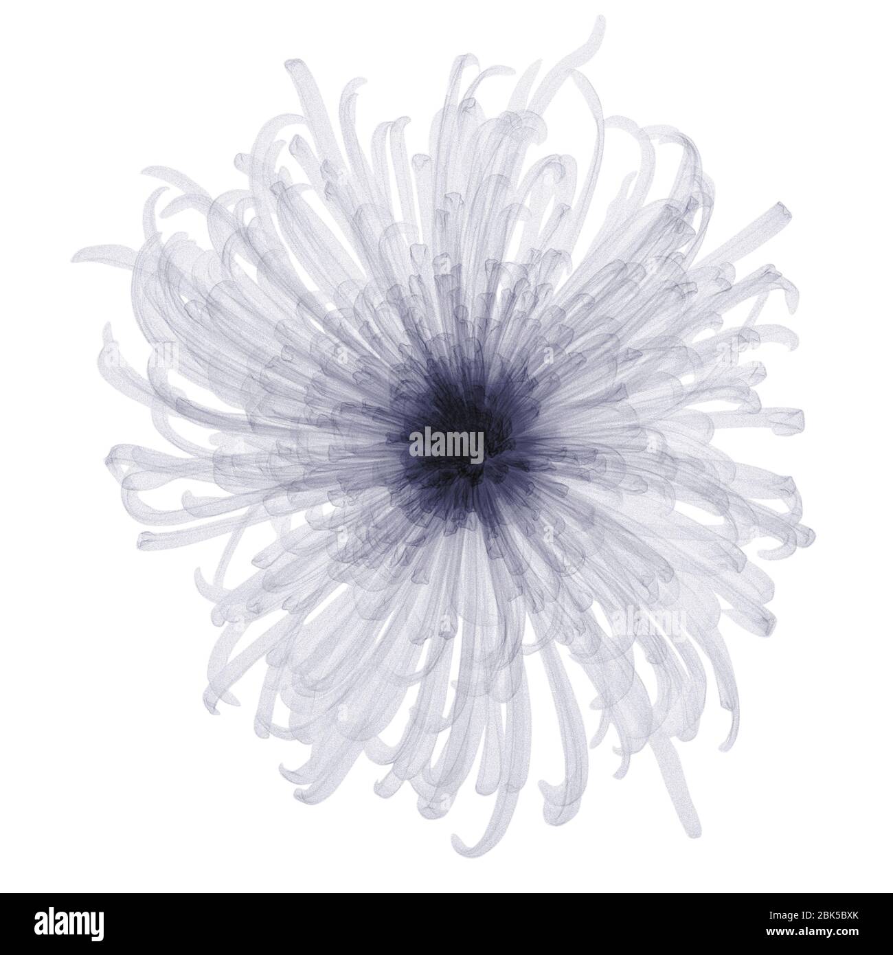 Flower bloom x ray hi-res stock photography and images - Alamy