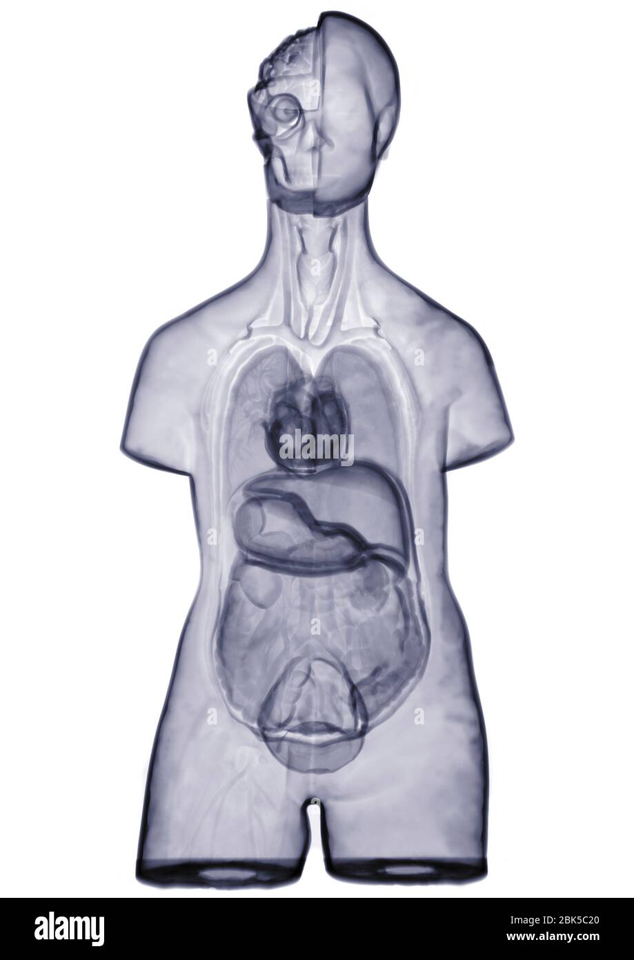 Anatomical model, X-ray Stock Photo - Alamy