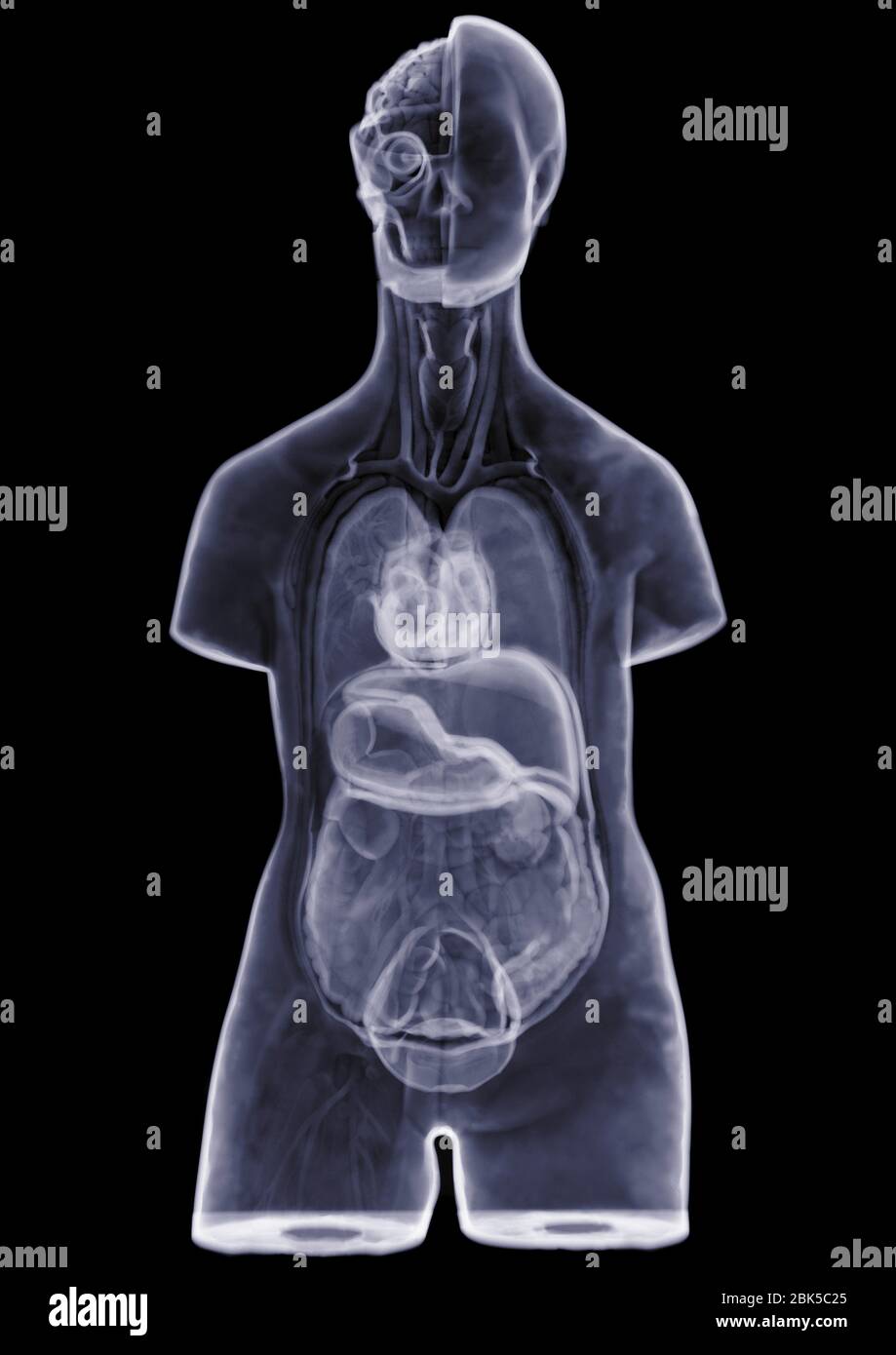 Human torso anatomical display, X-ray Stock Photo - Alamy