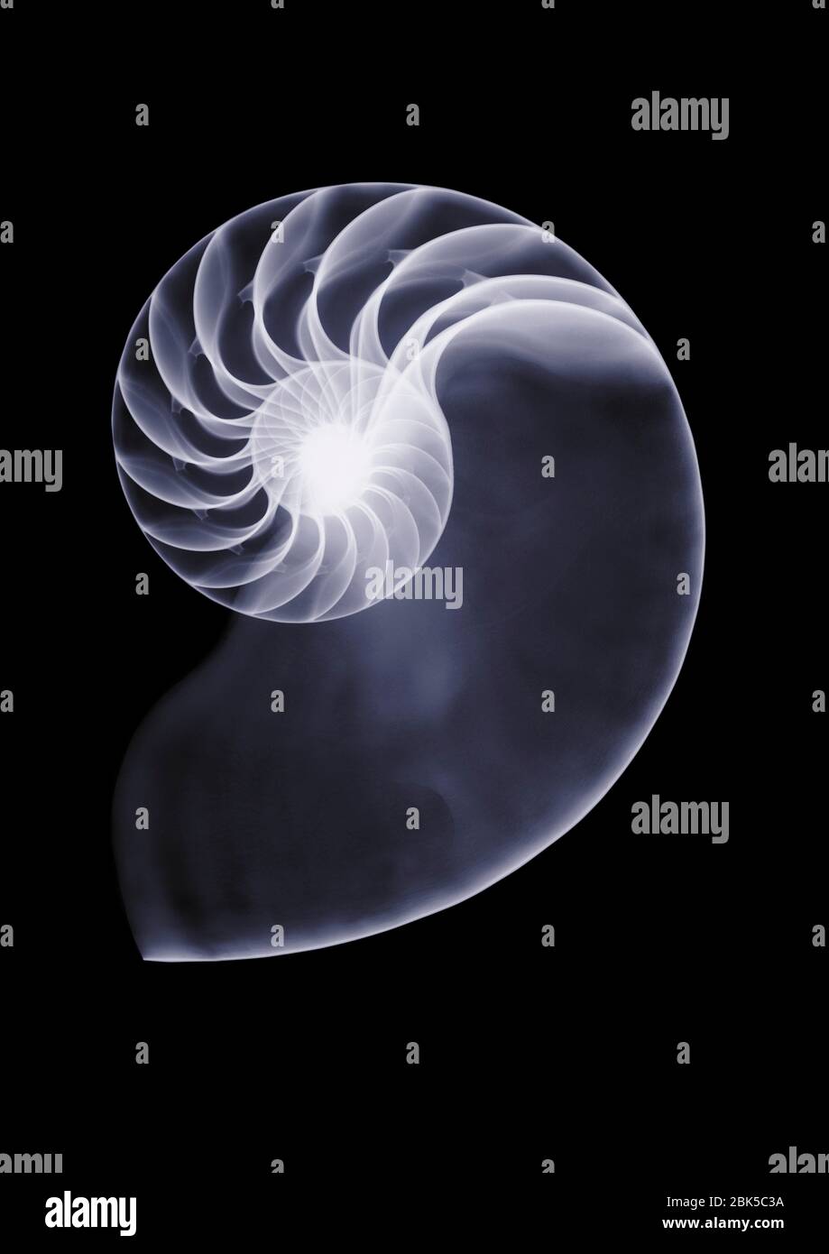 Sea shell radiograph hi-res stock photography and images - Alamy