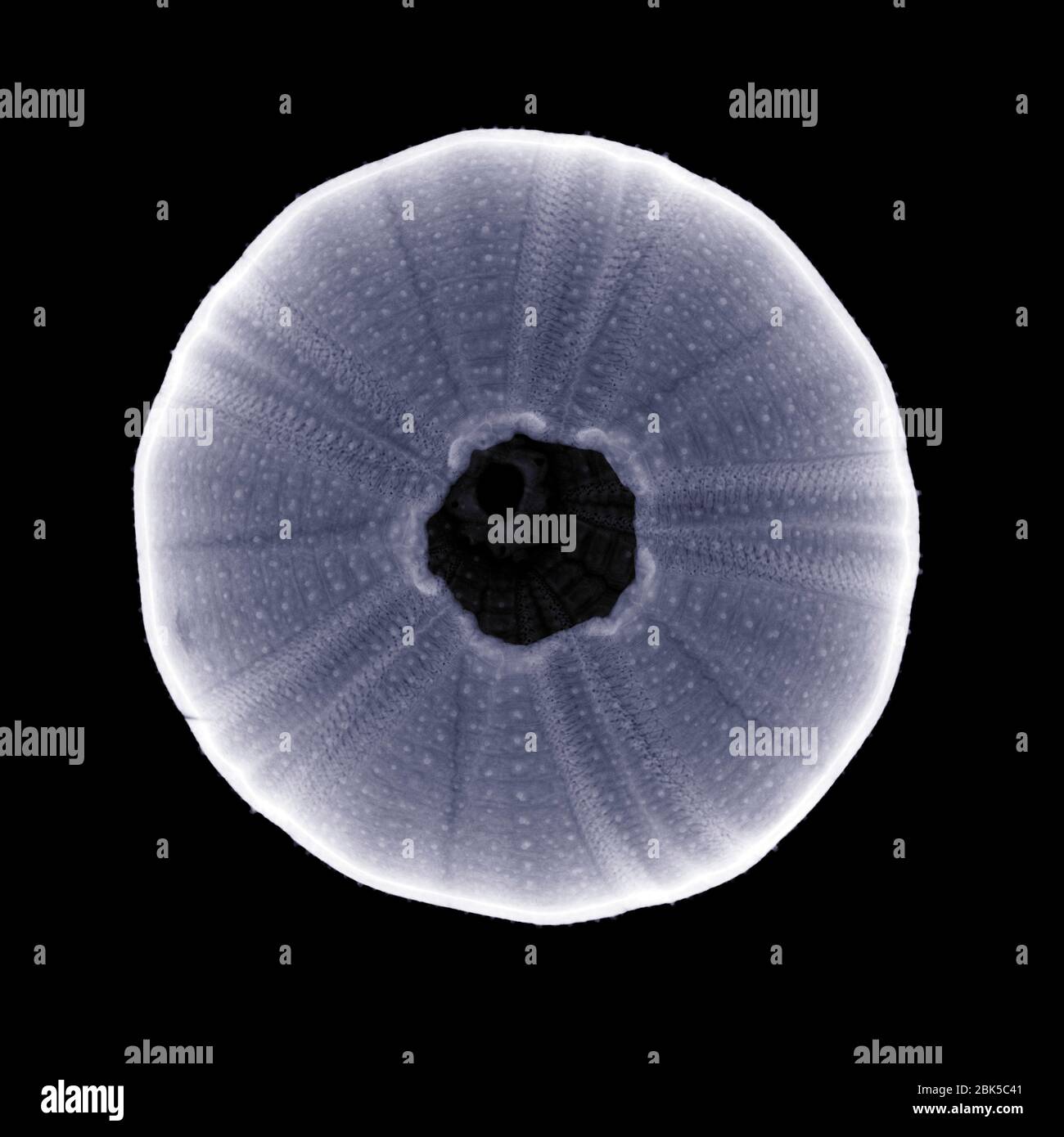 Shell x ray hi-res stock photography and images - Alamy