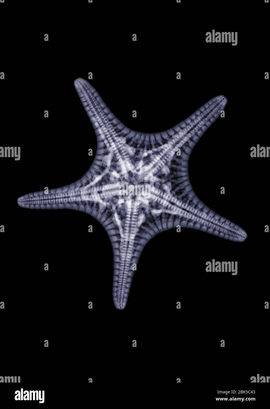 Starfish legs hi-res stock photography and images - Alamy