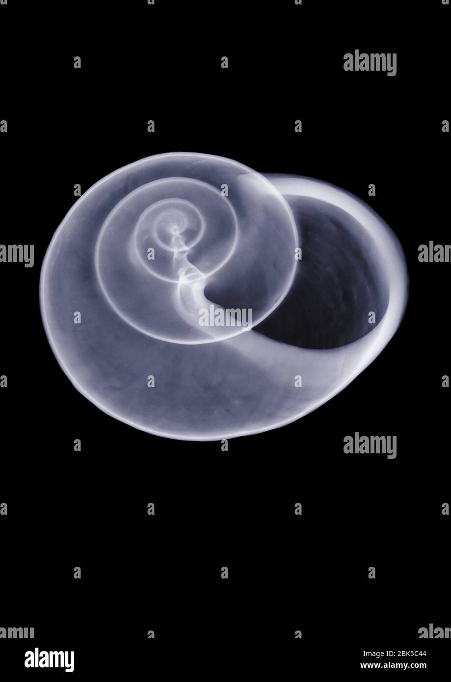 Sea shell radiograph hi-res stock photography and images - Alamy