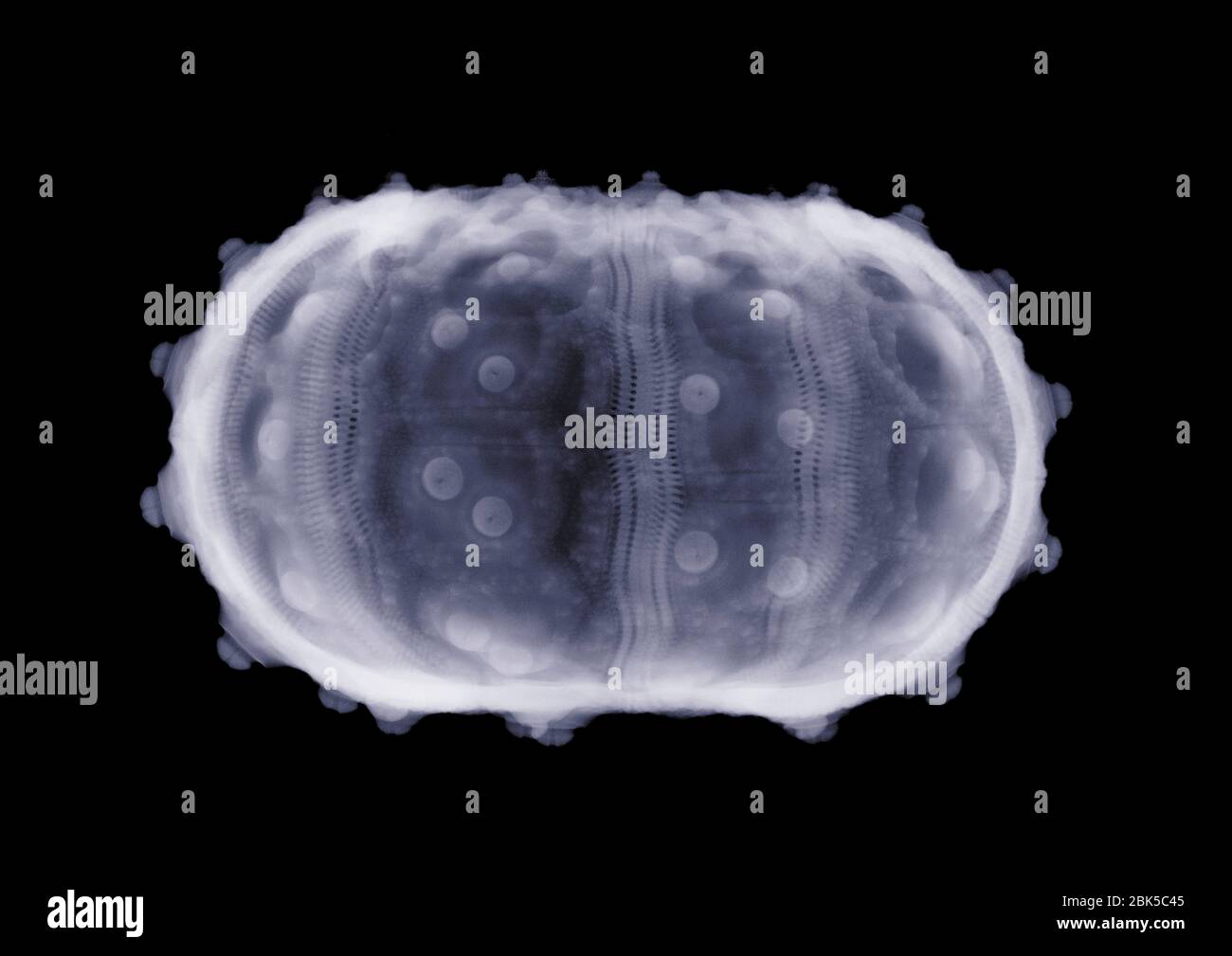 Sea shell radiograph hi-res stock photography and images - Alamy