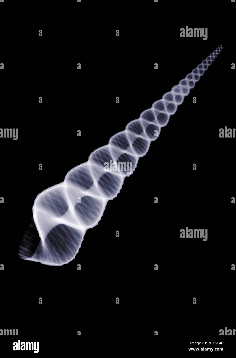 Sharp shell hi-res stock photography and images - Alamy