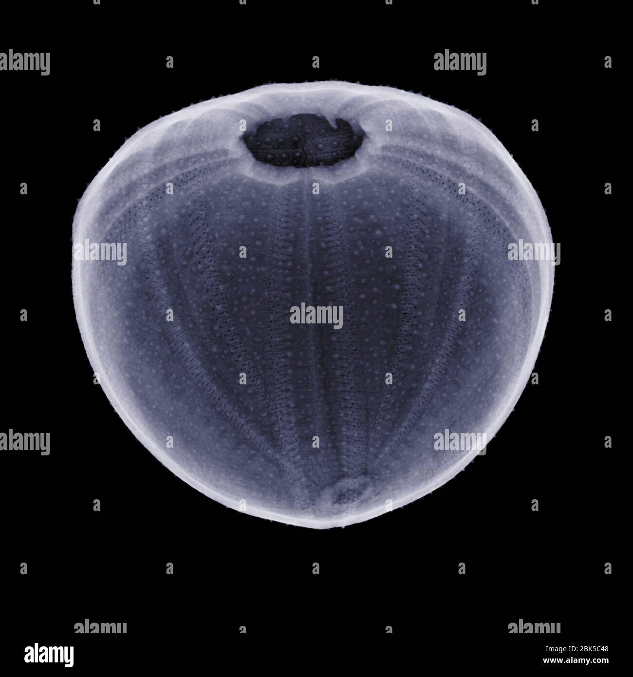 Shell x ray hi-res stock photography and images - Alamy