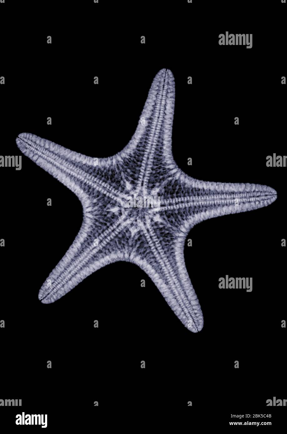 Close up of starfish hi-res stock photography and images - Alamy