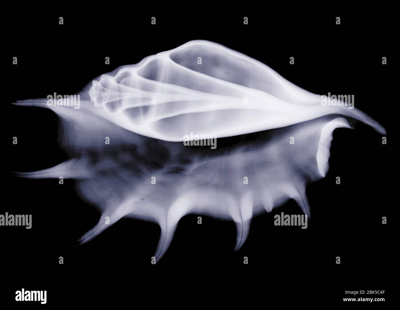 Shell X Ray High Resolution Stock Photography and Images - Alamy