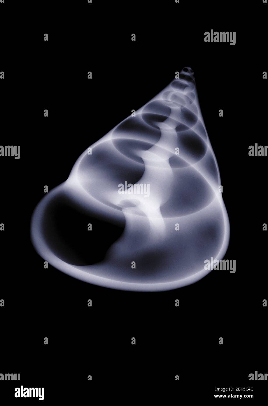 Sea shell radiograph hi-res stock photography and images - Alamy