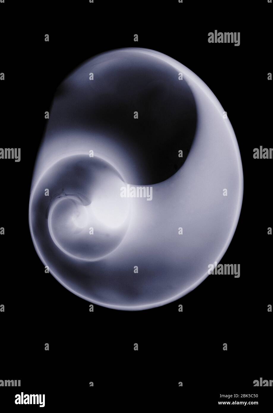 Sea shell radiograph hi-res stock photography and images - Alamy