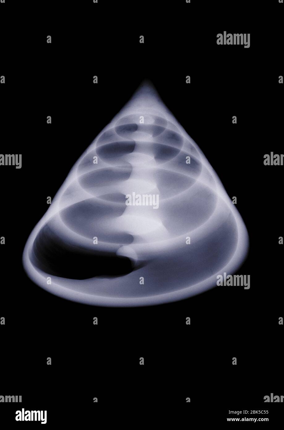 Sea shell radiograph hi-res stock photography and images - Alamy