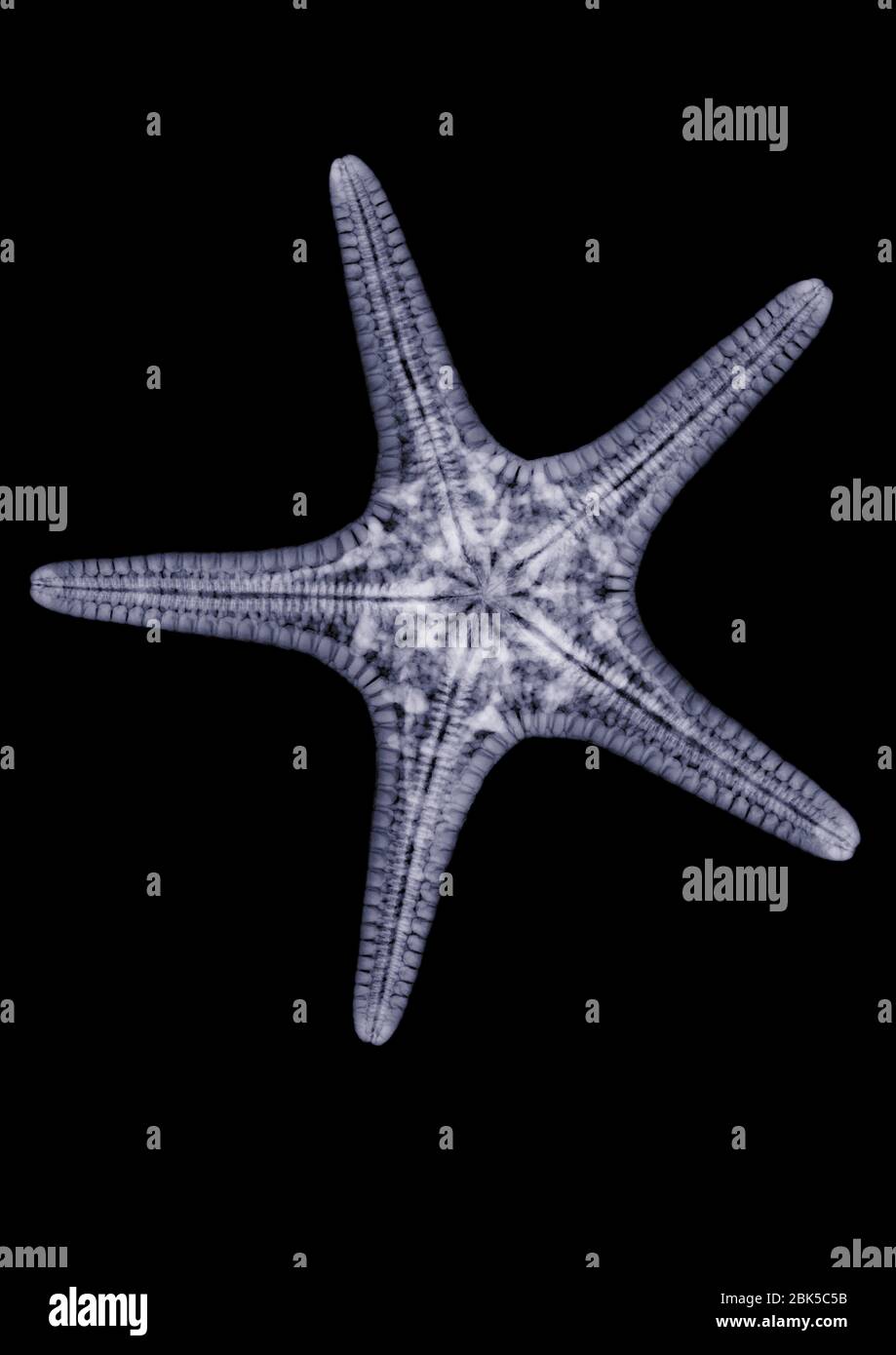 X ray starfish hi-res stock photography and images - Alamy