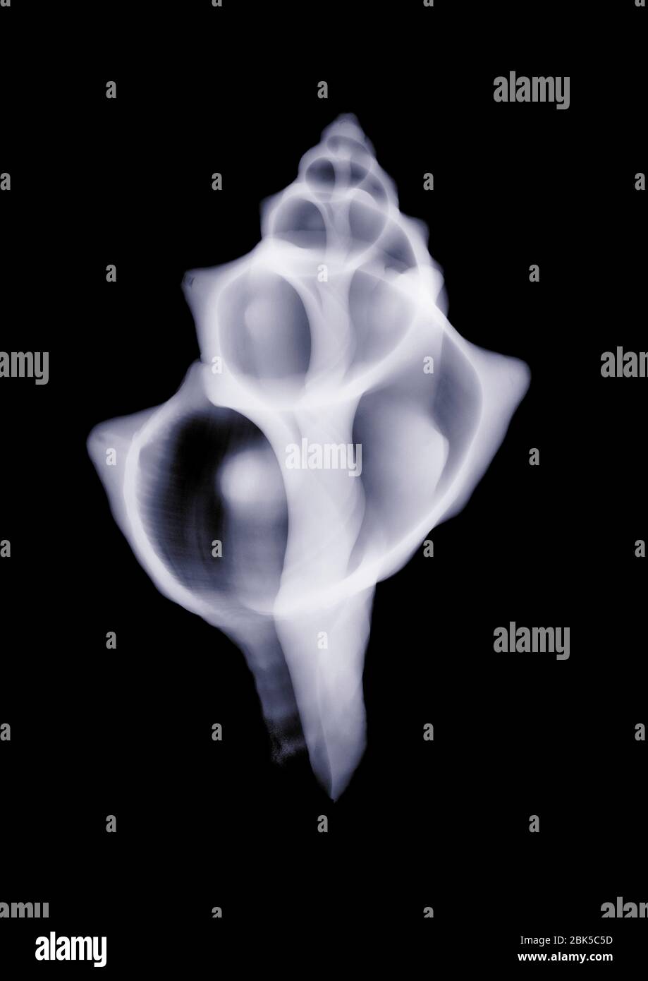 Sea shell radiograph hi-res stock photography and images - Alamy