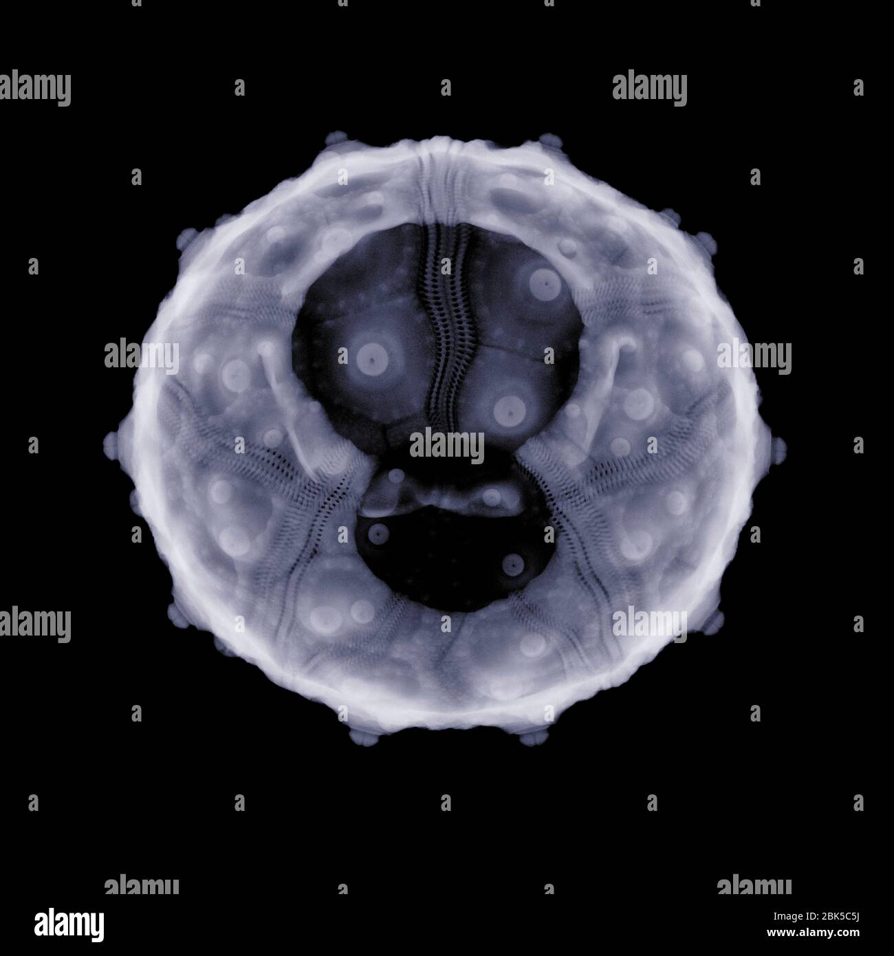 Sea shell radiograph hi-res stock photography and images - Alamy