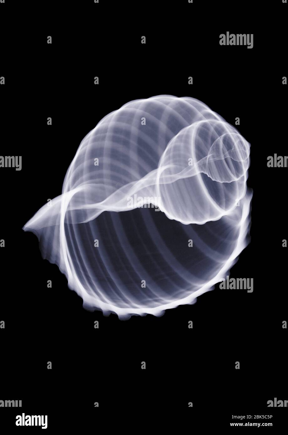Sea shell radiograph hi-res stock photography and images - Alamy