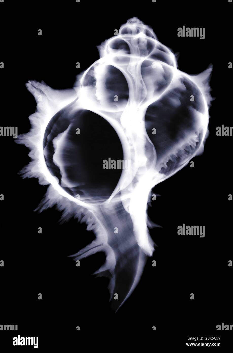 Sharp shell hi-res stock photography and images - Alamy
